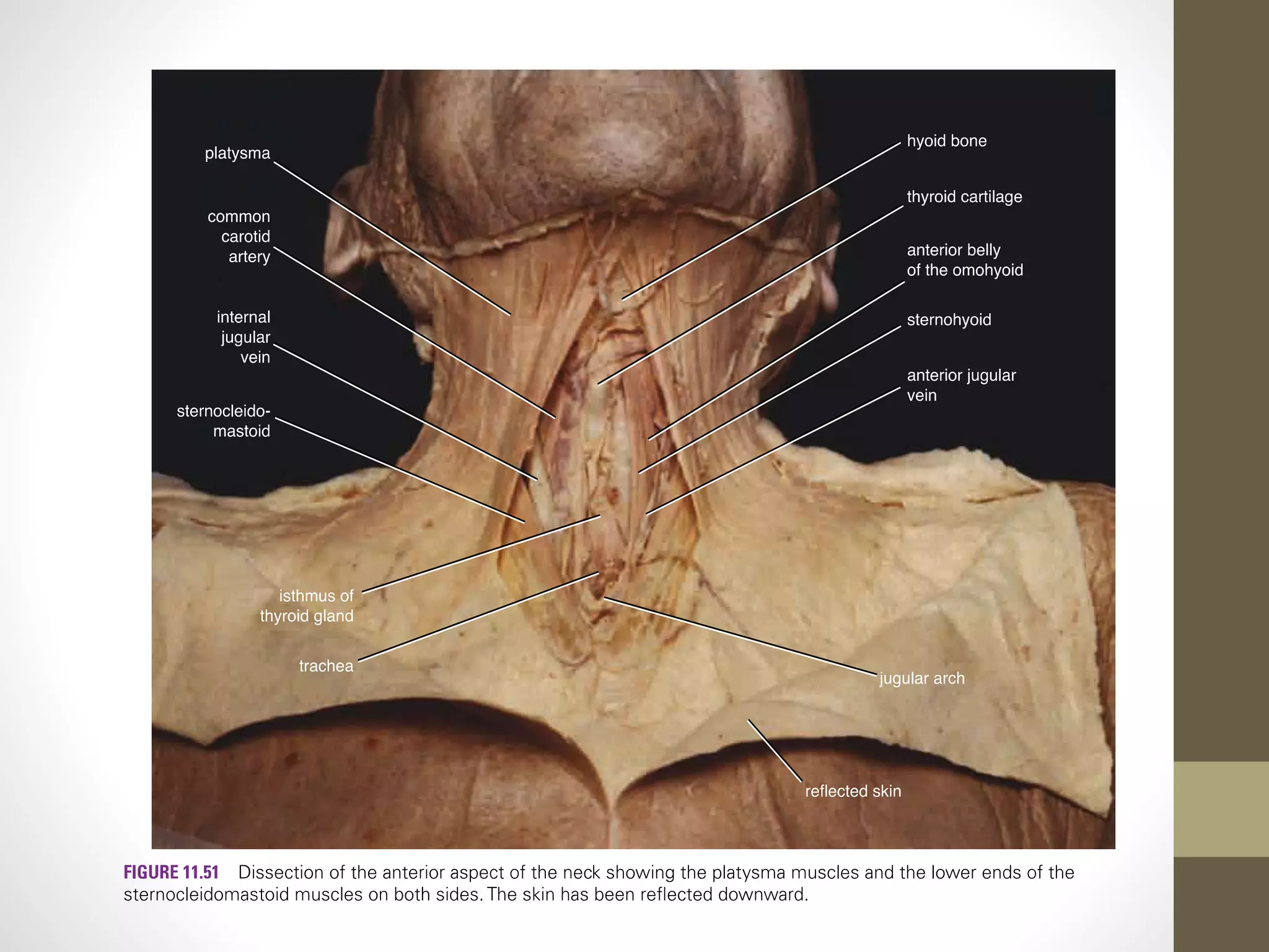 The hyoid bone | PDF