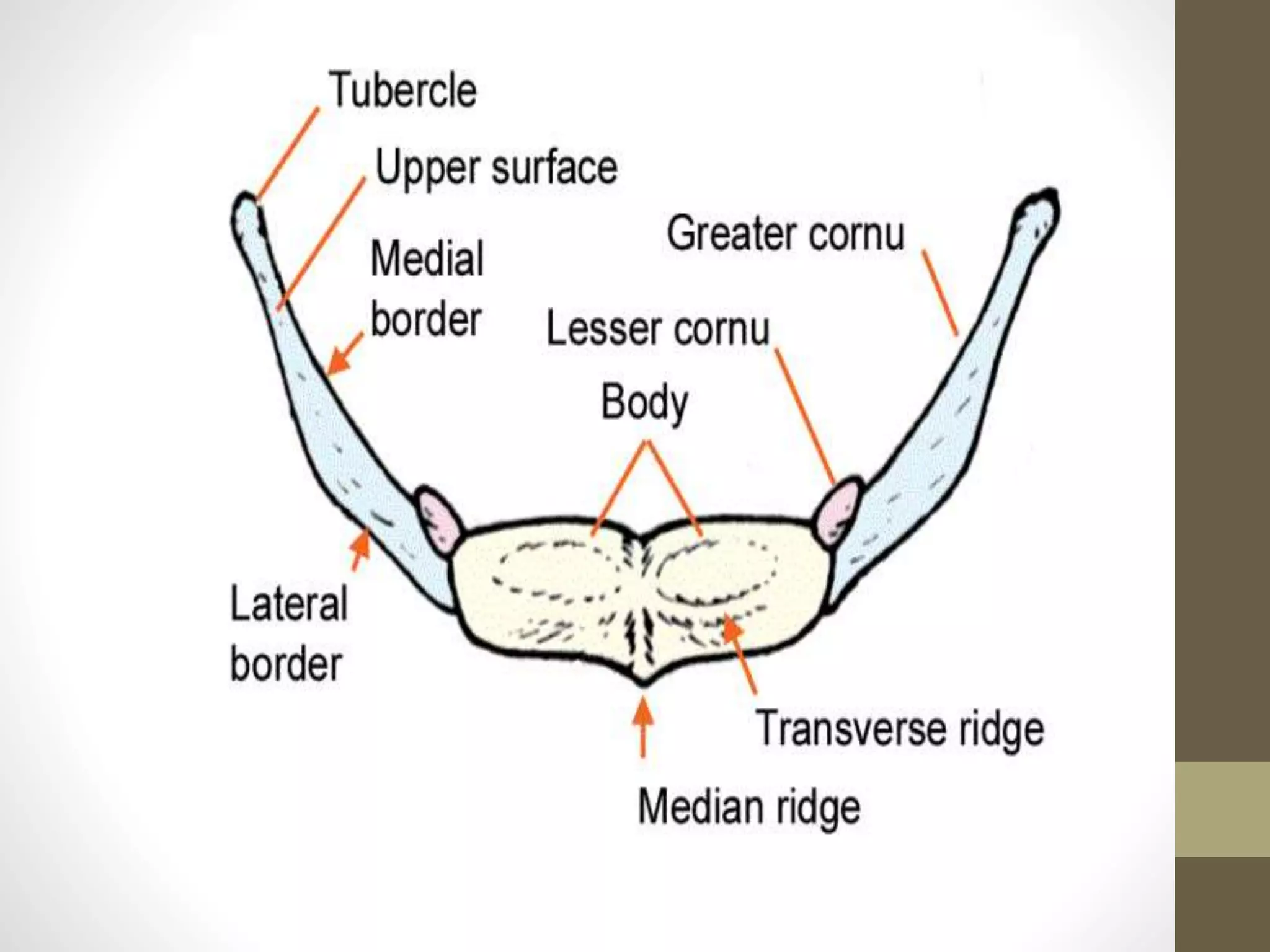 The hyoid bone | PDF