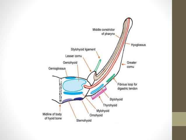 The hyoid bone | PDF