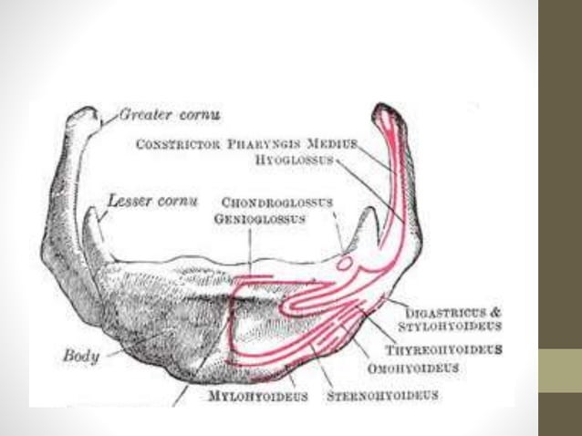 The hyoid bone | PDF