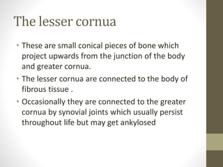 The hyoid bone | PDF