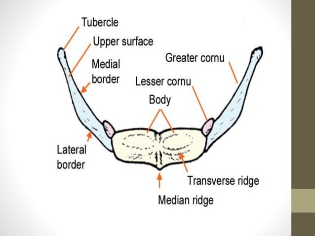 The hyoid bone | PPT