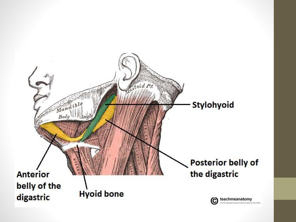 The hyoid bone