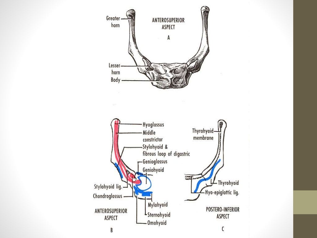 The hyoid bone