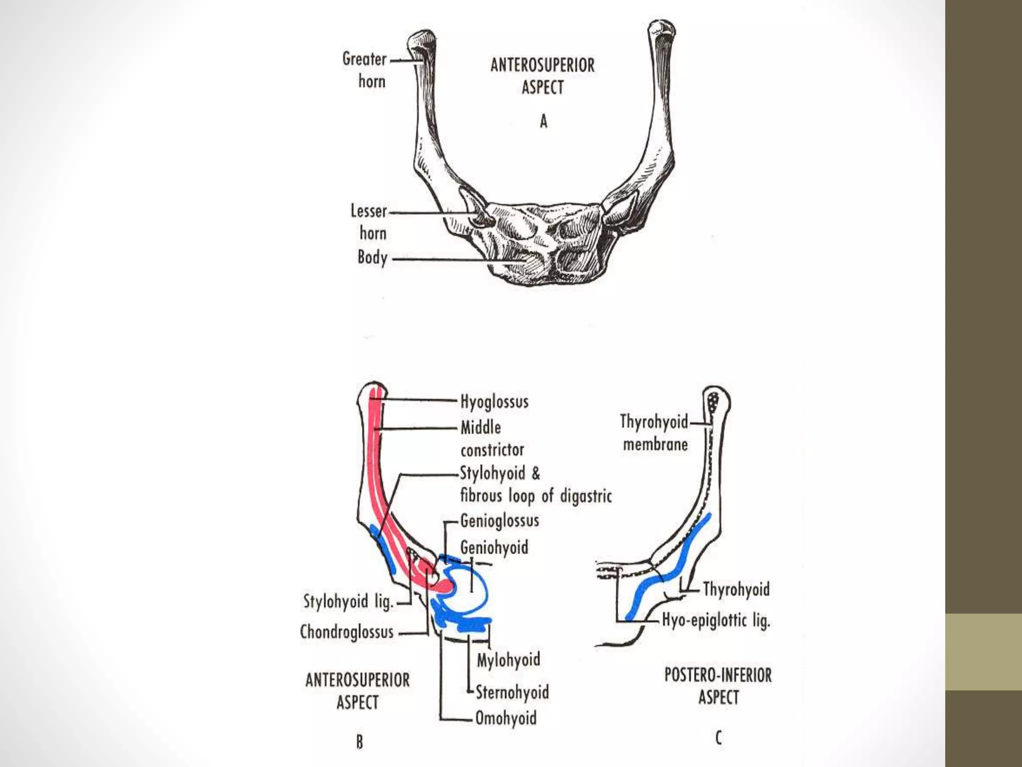 The hyoid bone | PPTX