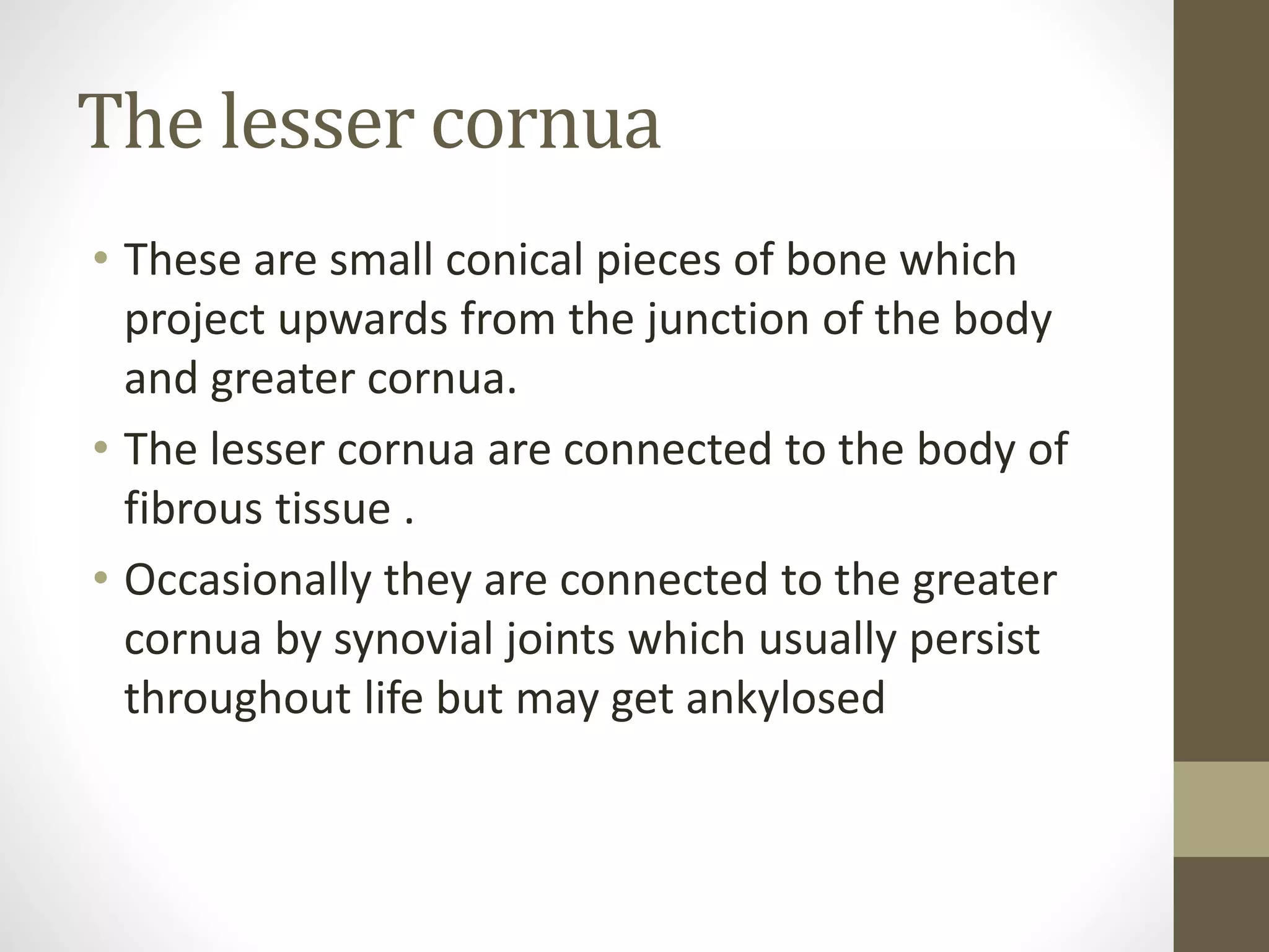 The hyoid bone | PPTX
