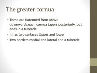The hyoid bone | PPTX