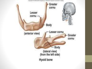Human Hyoid Bone