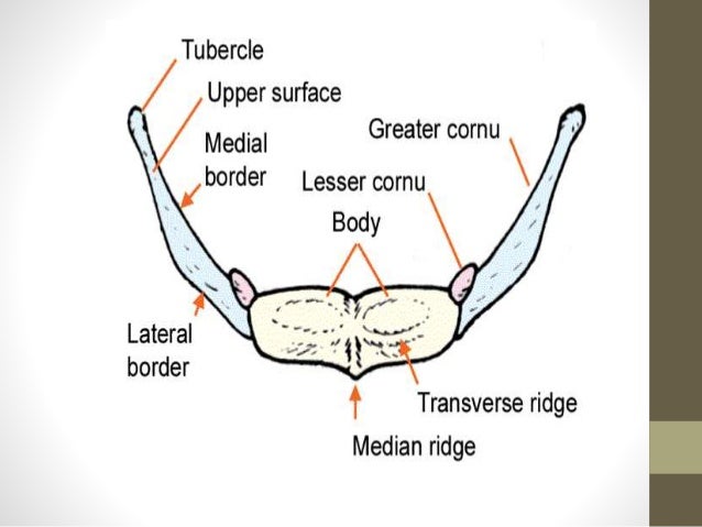 The hyoid bone