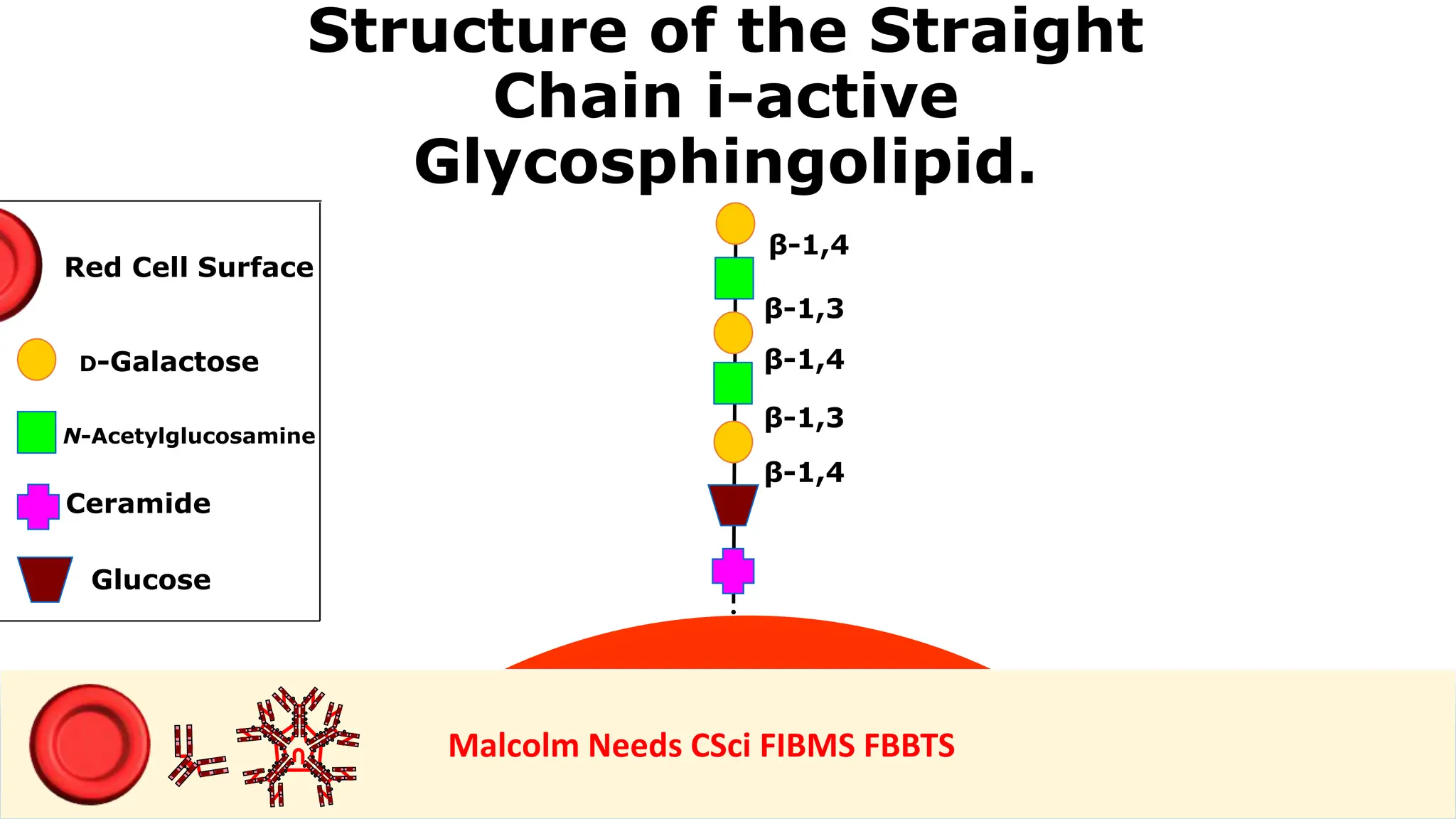 The I Blood Group System, and the Ii Blood Group Collection.pptx