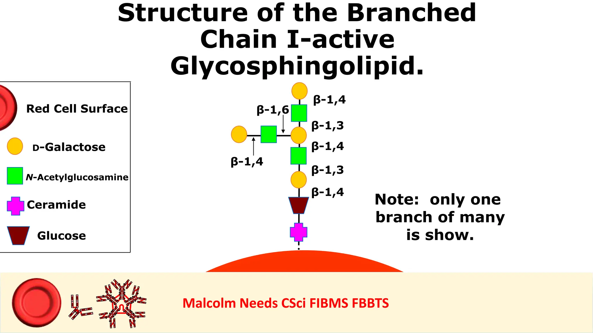 The I Blood Group System, and the Ii Blood Group Collection.pptx