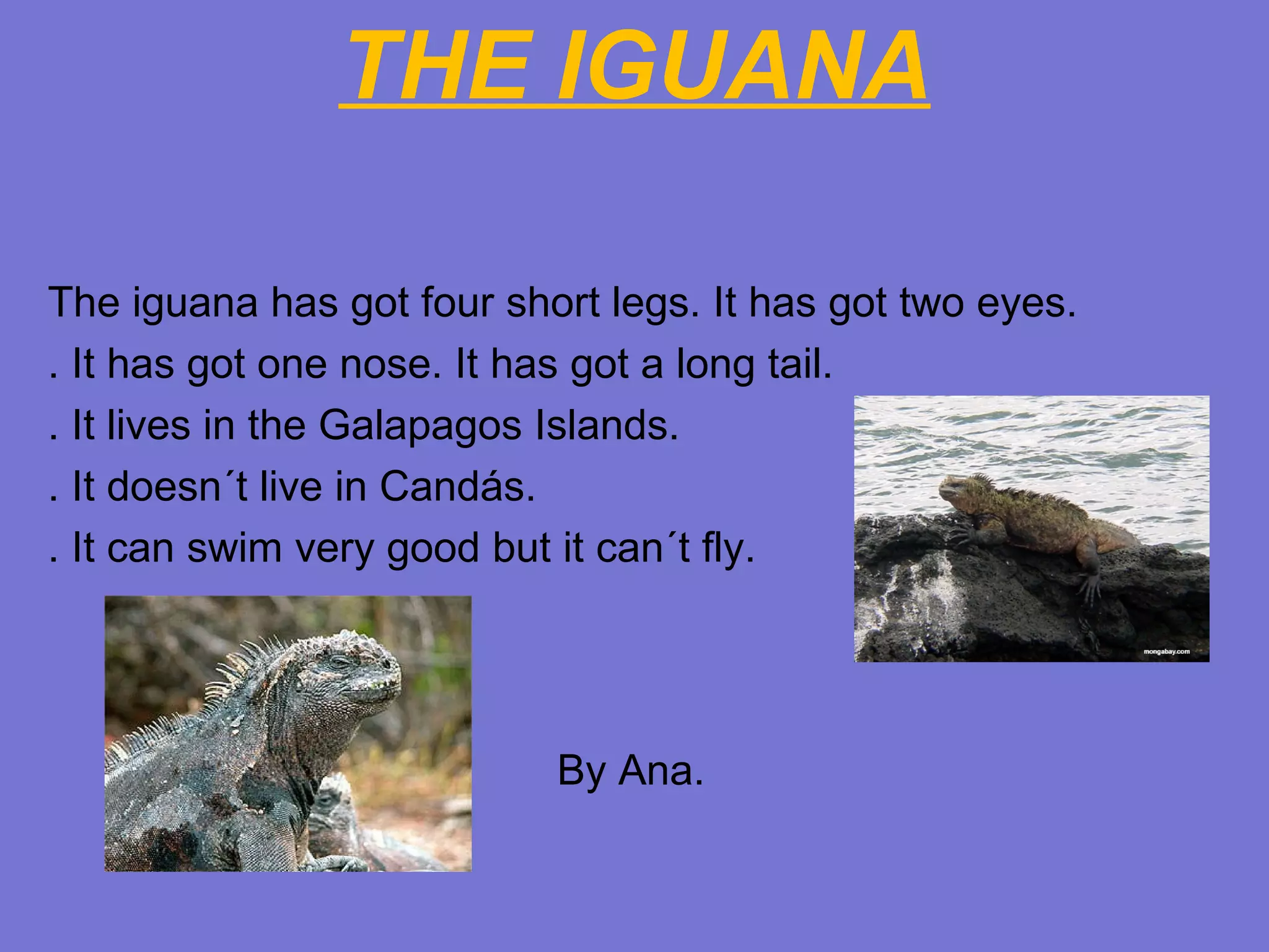 The Iguana by Ana | PPT