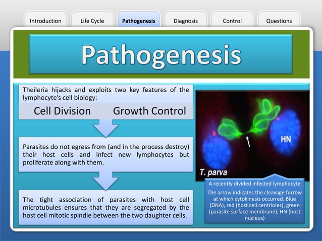 Theileria | PPTX | Infectious Diseases | Diseases and Conditions