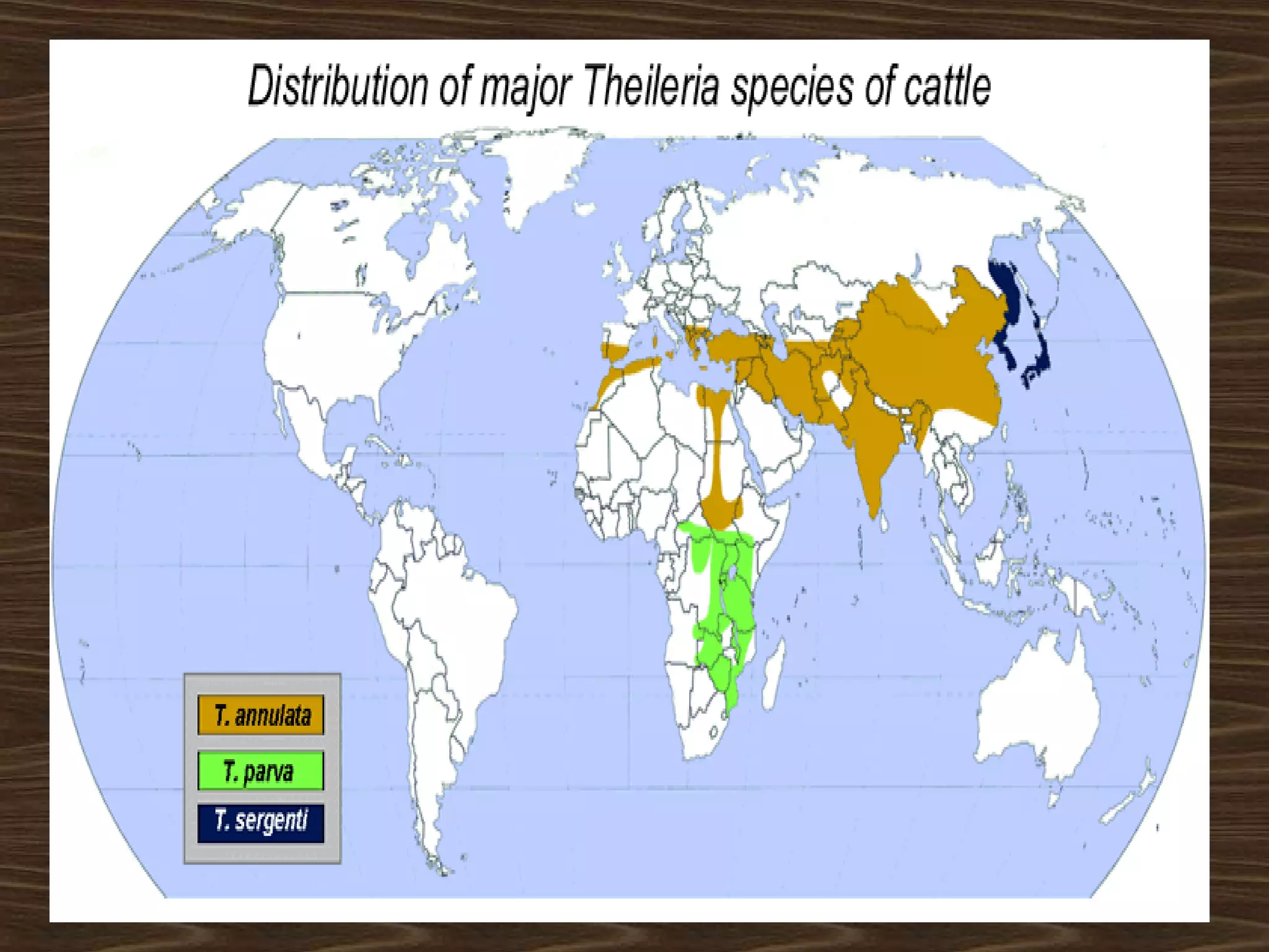 Theileriosis. | PPT