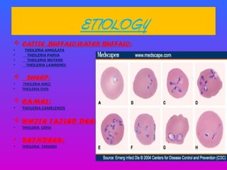 Theileriosis. | PPT