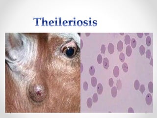 Theileriosis | PPTX