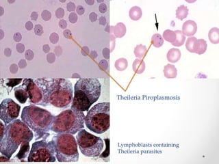 Theileriosis | PPTX