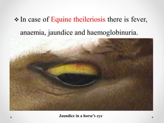 Theileriosis | PDF