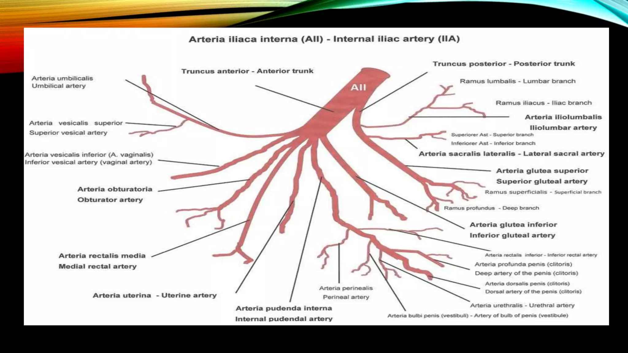The iliac artery | PPTX