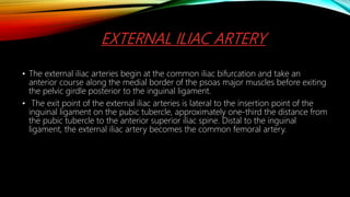 The iliac artery | PPTX