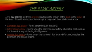 The iliac artery | PPTX