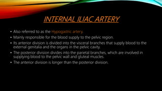 The iliac artery | PPTX