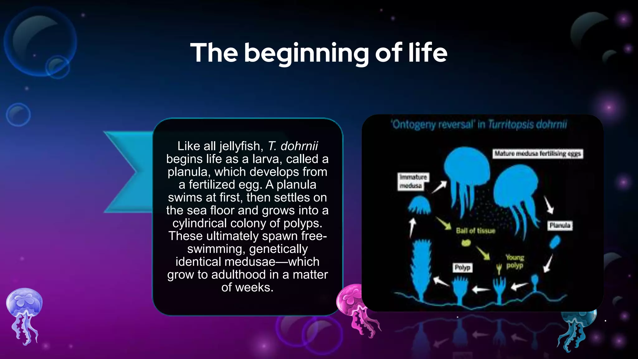 THE IMMORTAL JELLYFISH.pptx
