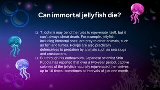 THE IMMORTAL JELLYFISH.pptx