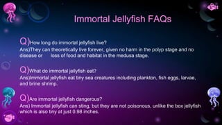 THE IMMORTAL JELLYFISH.pptx