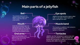 THE IMMORTAL JELLYFISH.pptx