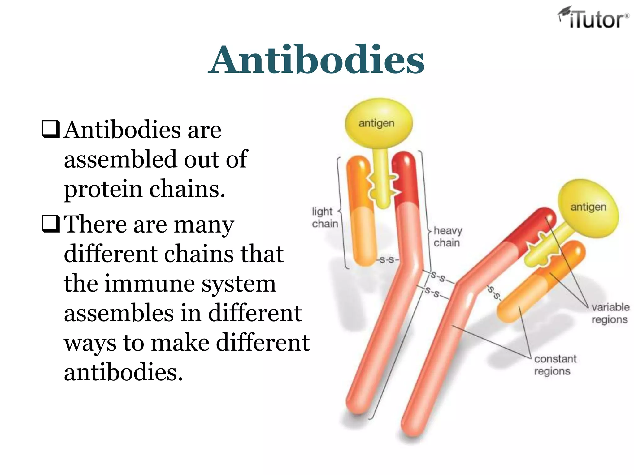 The Immune System | PPTX