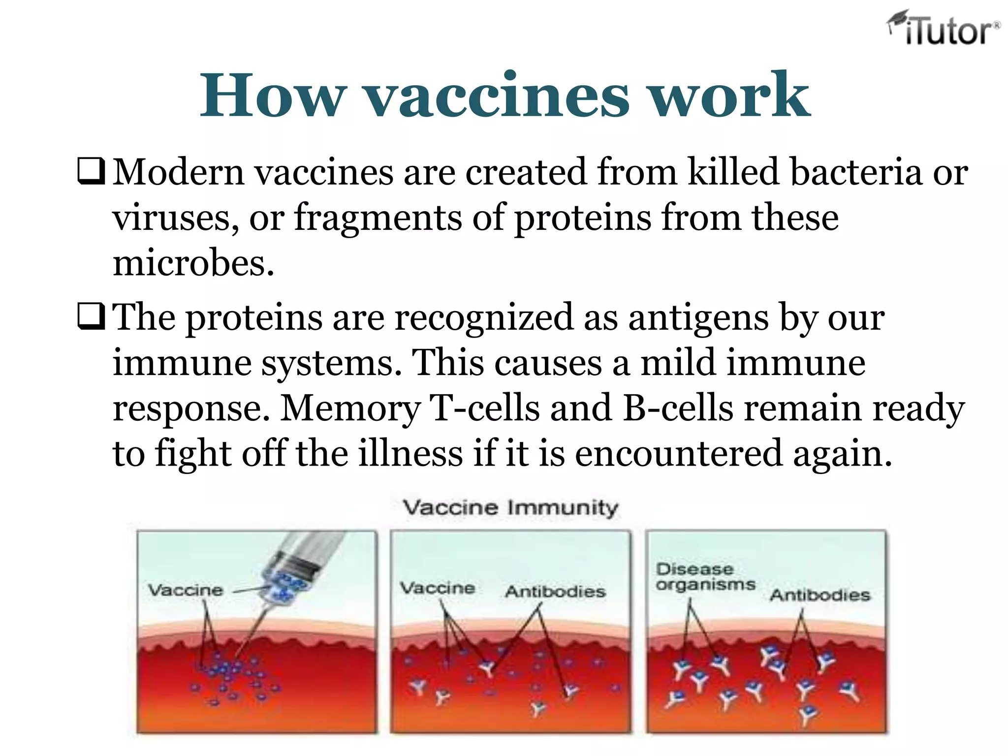 The Immune System | PPTX