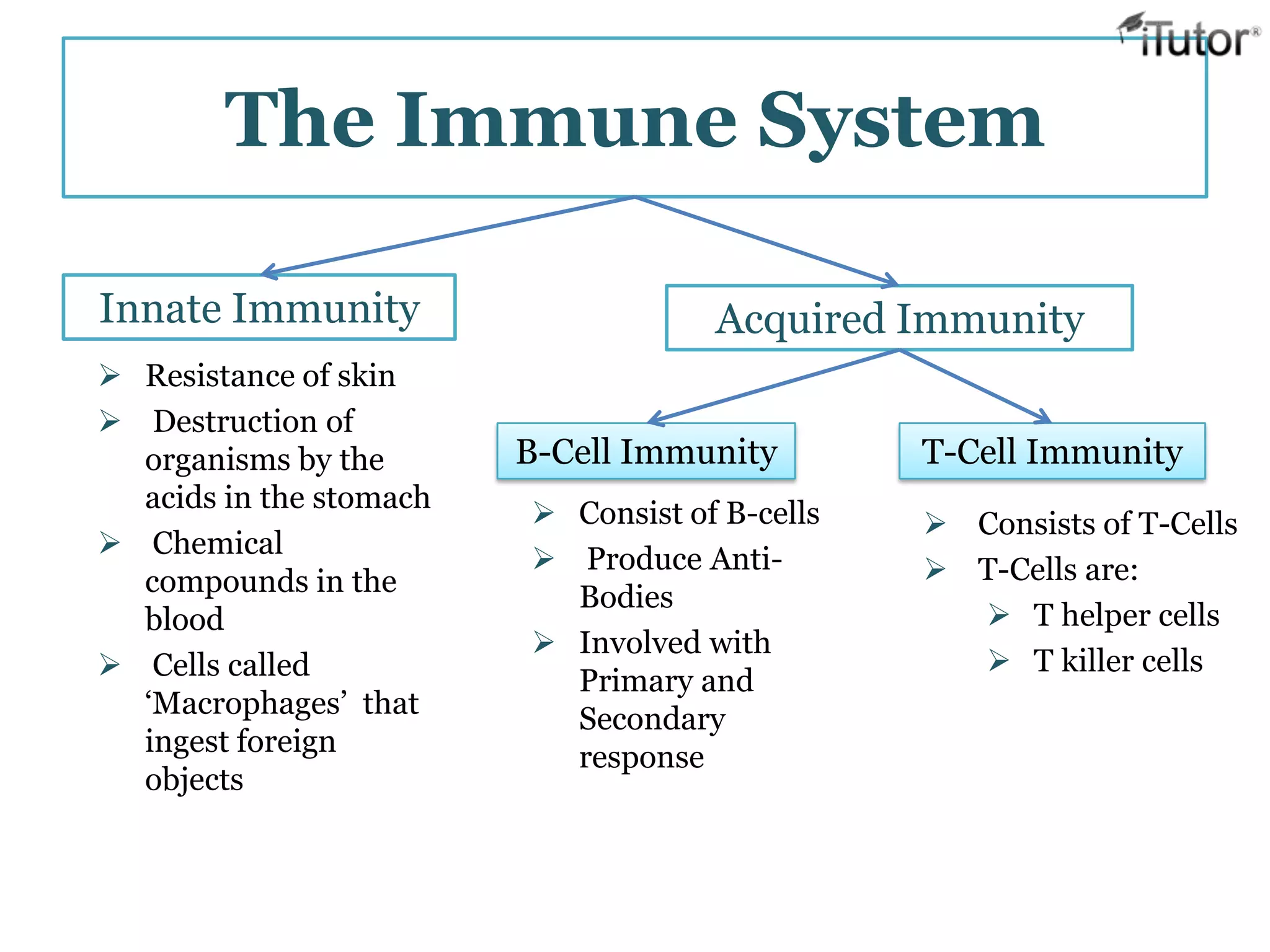 The Immune System | PPTX
