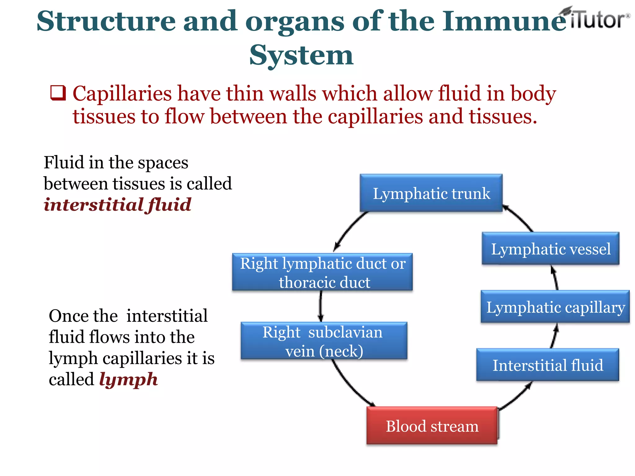 The Immune System | PPTX