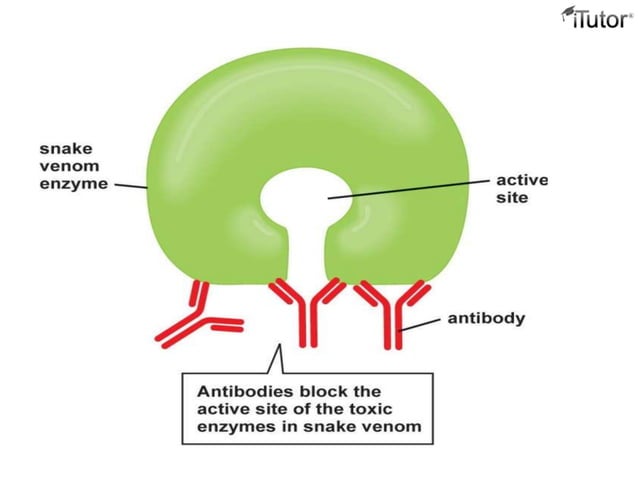The Immune System | PPTX