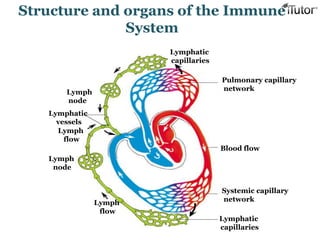 The Immune System | PPTX