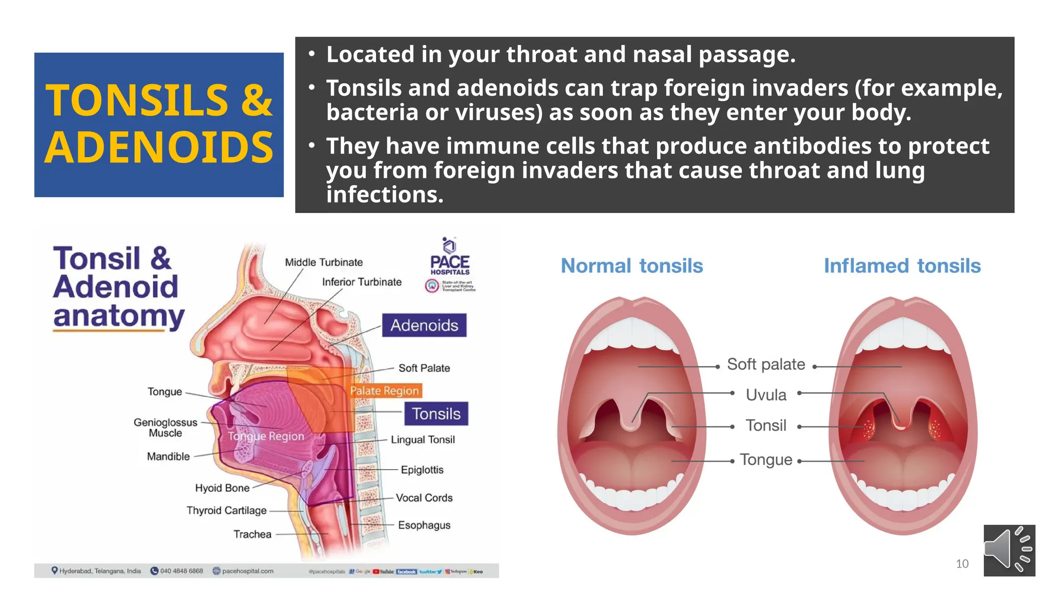 THE IMMUNE SYSTEM, COMMON DISEASES AND HERBAL MEDICINES | PPT