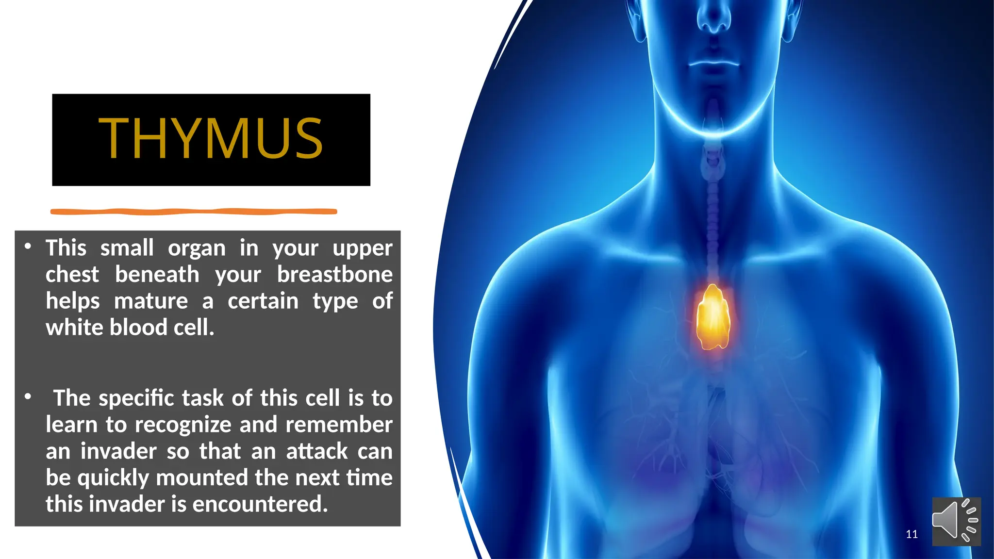 THE IMMUNE SYSTEM, COMMON DISEASES AND HERBAL MEDICINES | PPT