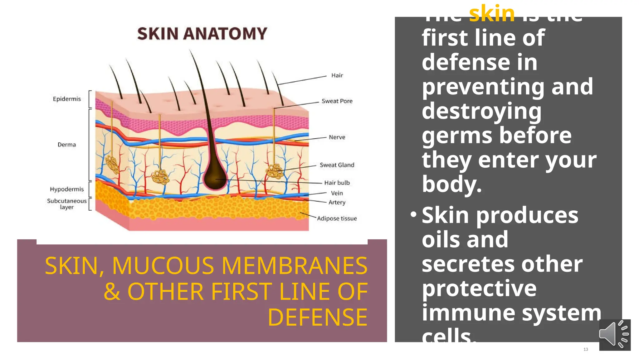 THE IMMUNE SYSTEM, COMMON DISEASES AND HERBAL MEDICINES | PPT