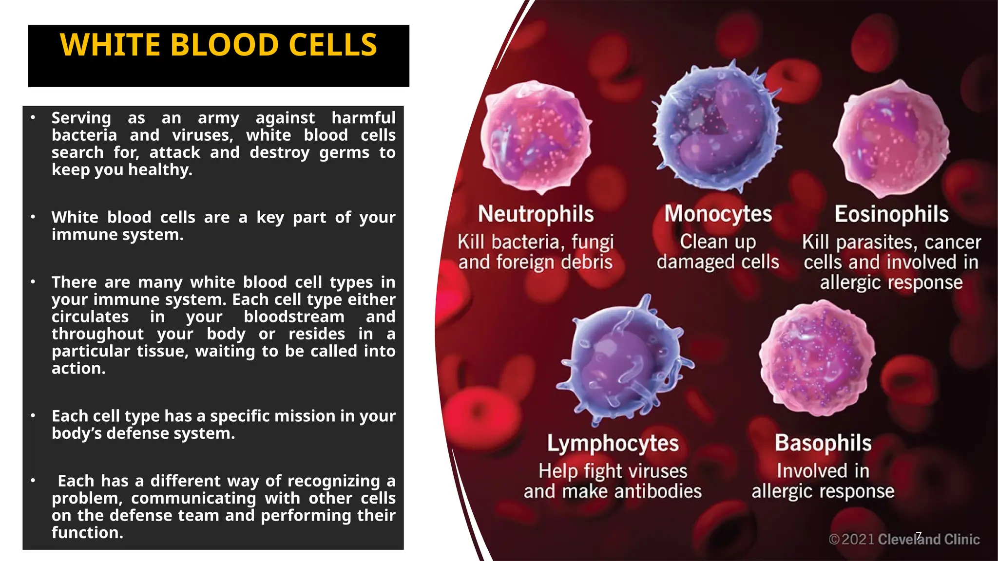 THE IMMUNE SYSTEM, COMMON DISEASES AND HERBAL MEDICINES | PPT