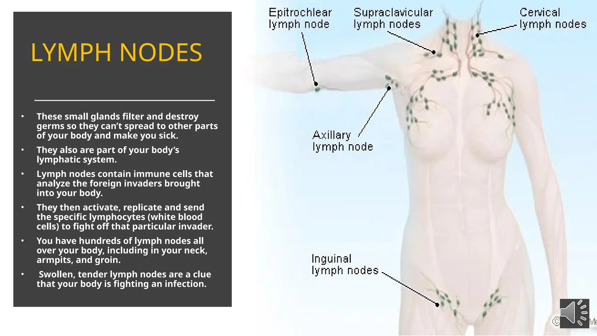THE IMMUNE SYSTEM, COMMON DISEASES AND HERBAL MEDICINES | PPT