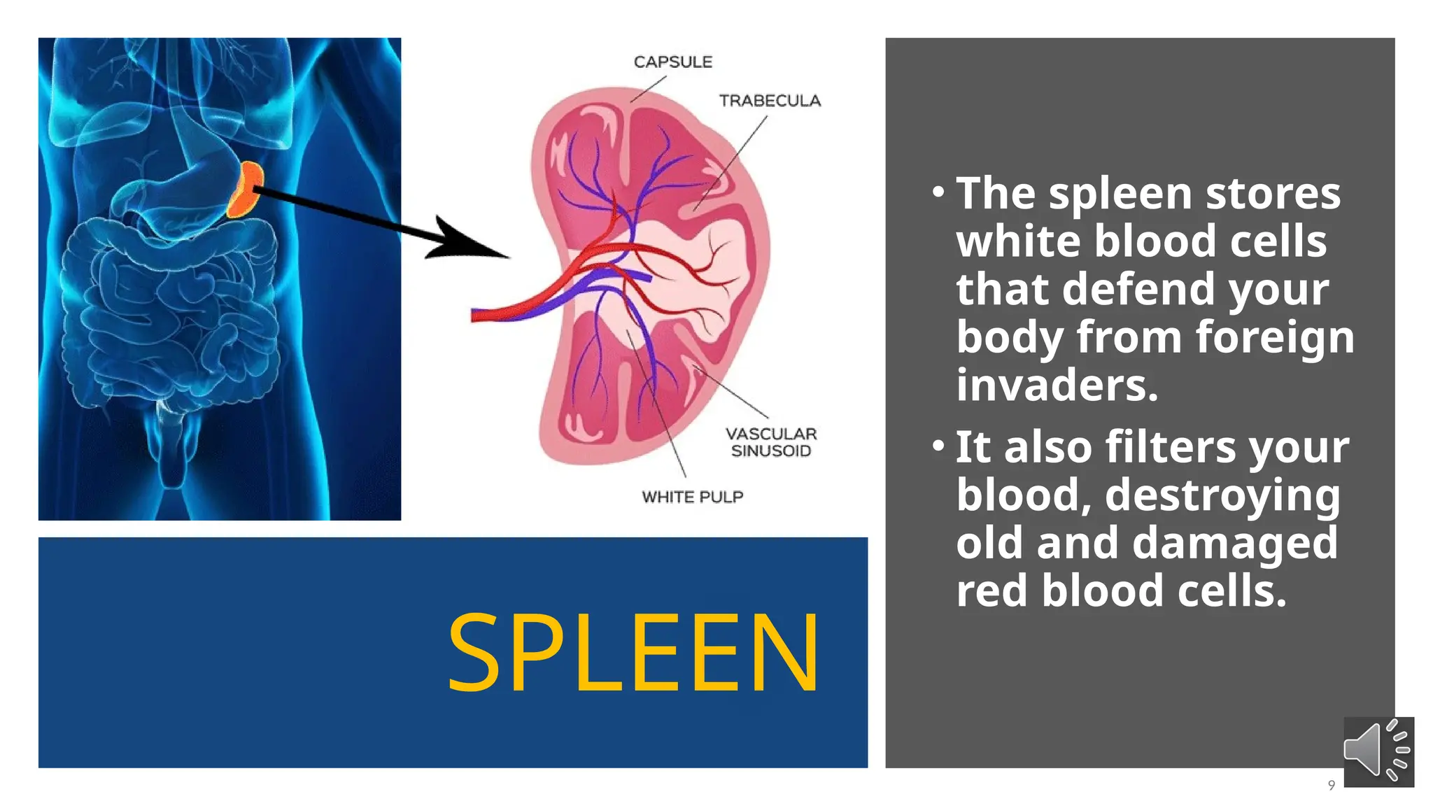THE IMMUNE SYSTEM, COMMON DISEASES AND HERBAL MEDICINES | PPT