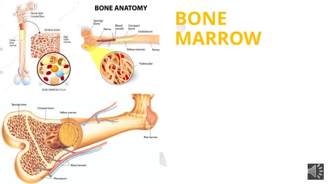 THE IMMUNE SYSTEM, COMMON DISEASES AND HERBAL MEDICINES | PPT