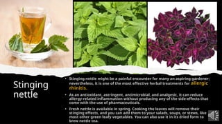 THE IMMUNE SYSTEM, COMMON DISEASES AND HERBAL MEDICINES | PPT