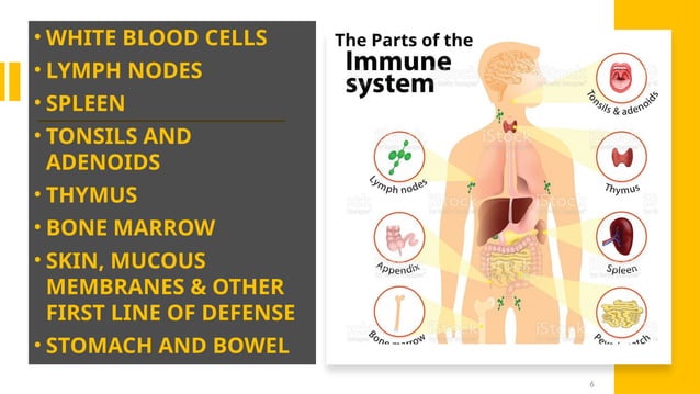 THE IMMUNE SYSTEM, COMMON DISEASES AND HERBAL MEDICINES | PPT
