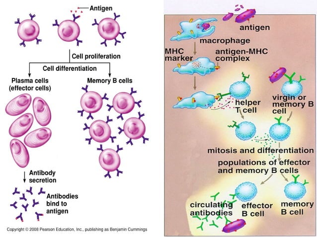 The Immune System (2).immunology of the human body | PPT
