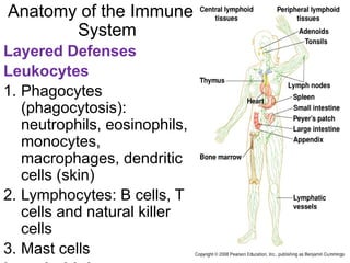The Immune System (2).immunology of the human body | PPTX