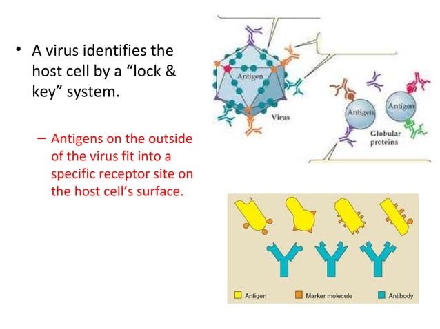 The immune system & viral specificity | PPT