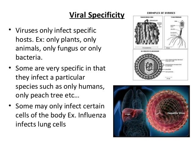 The immune system & viral specificity