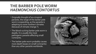 The impact of internal parasites on flock health | PPTX
